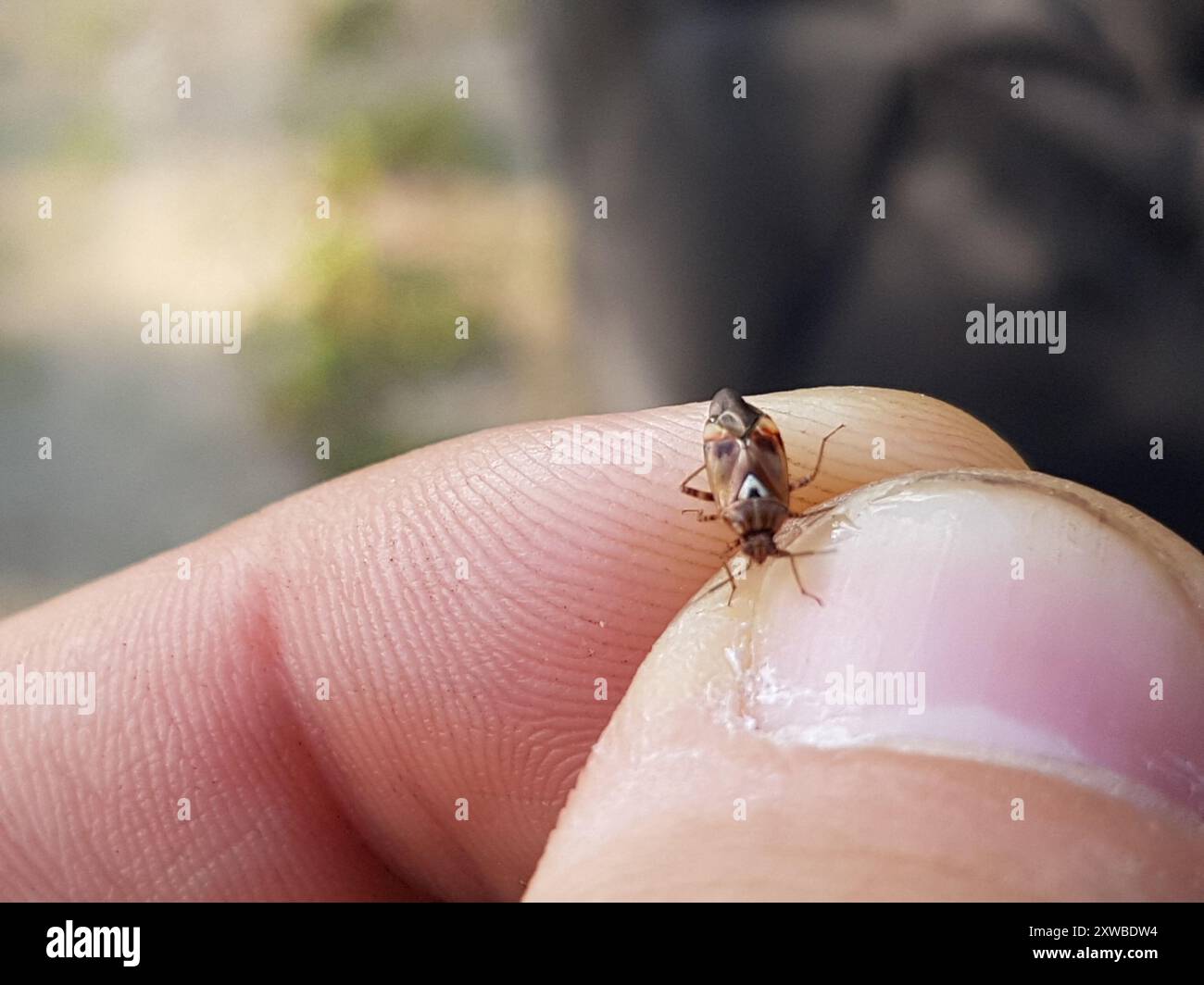 Lygus Bugs (Lygus) Insecta Stock Photo - Alamy