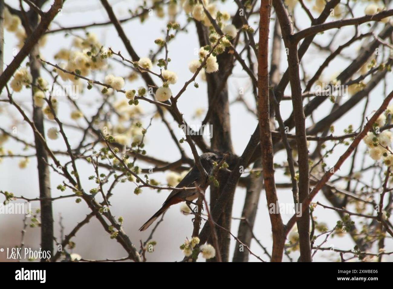 Chestnut-vented Warbler (Curruca subcoerulea) Aves Stock Photo - Alamy