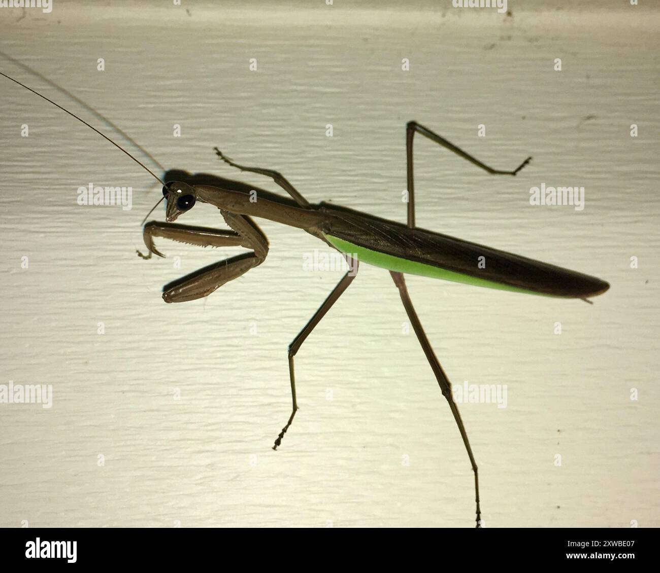 Chinese Mantis (Tenodera sinensis) Insecta Stock Photo - Alamy