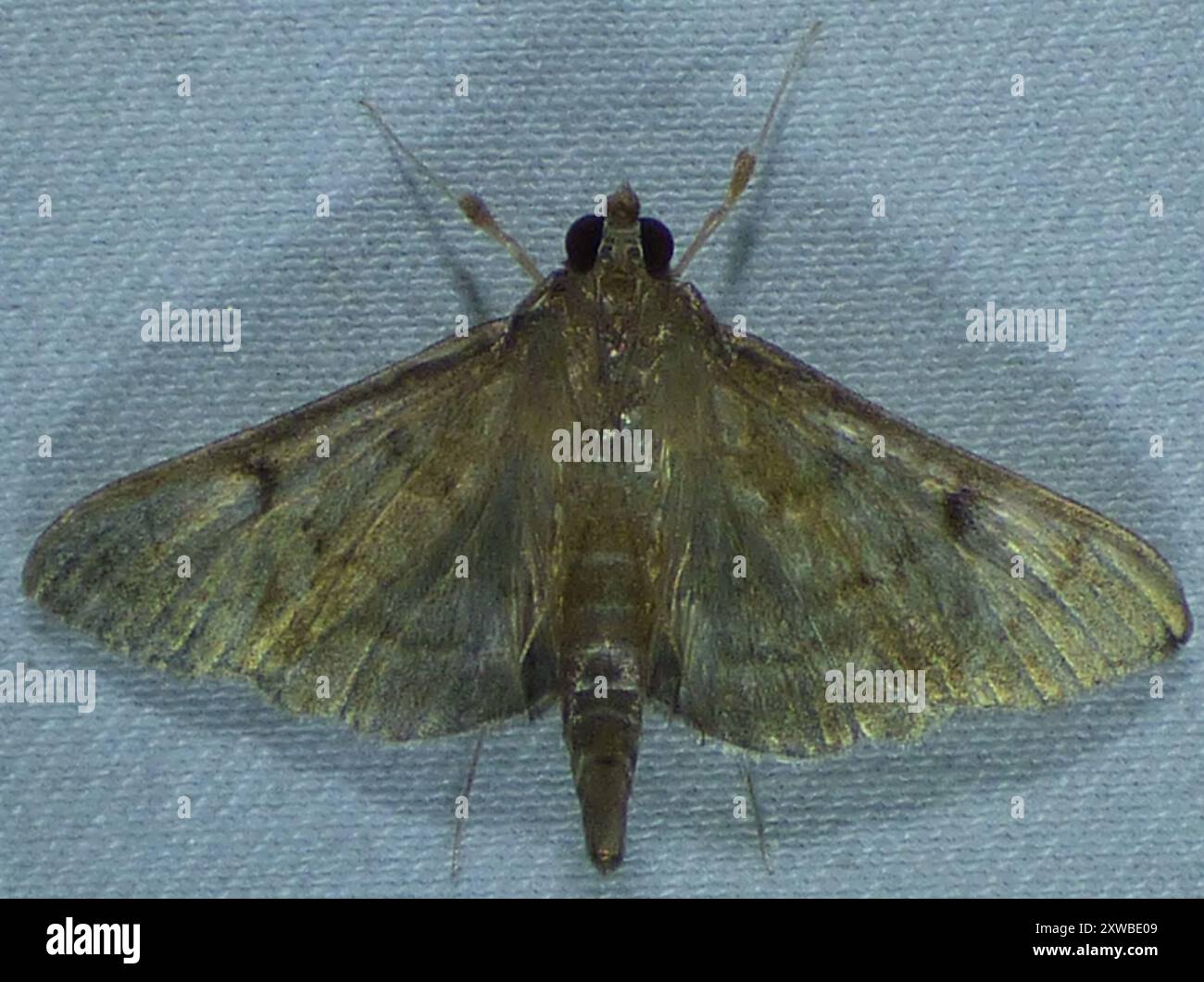 Dusky Herpetogramma Moth (Herpetogramma phaeopteralis) Insecta Stock ...