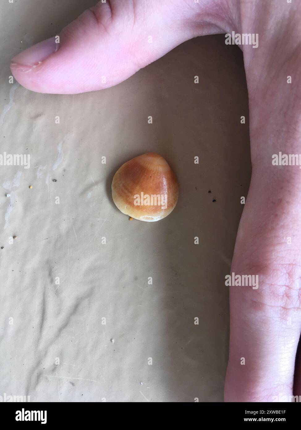 Spectral Bittersweet Clam (Glycymeris spectralis) Mollusca Stock Photo ...