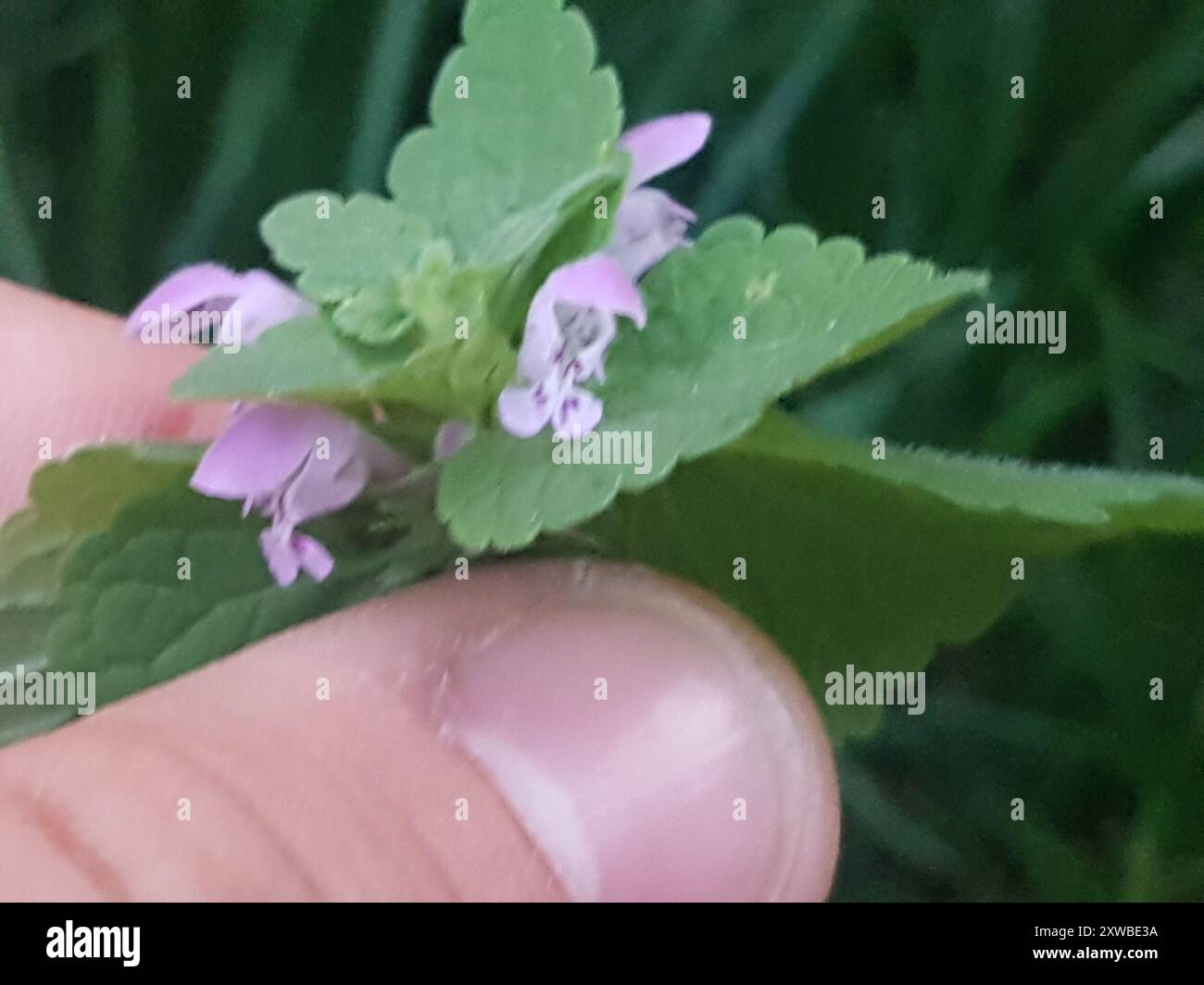red deadnettle (Lamium purpureum) Plantae Stock Photo - Alamy