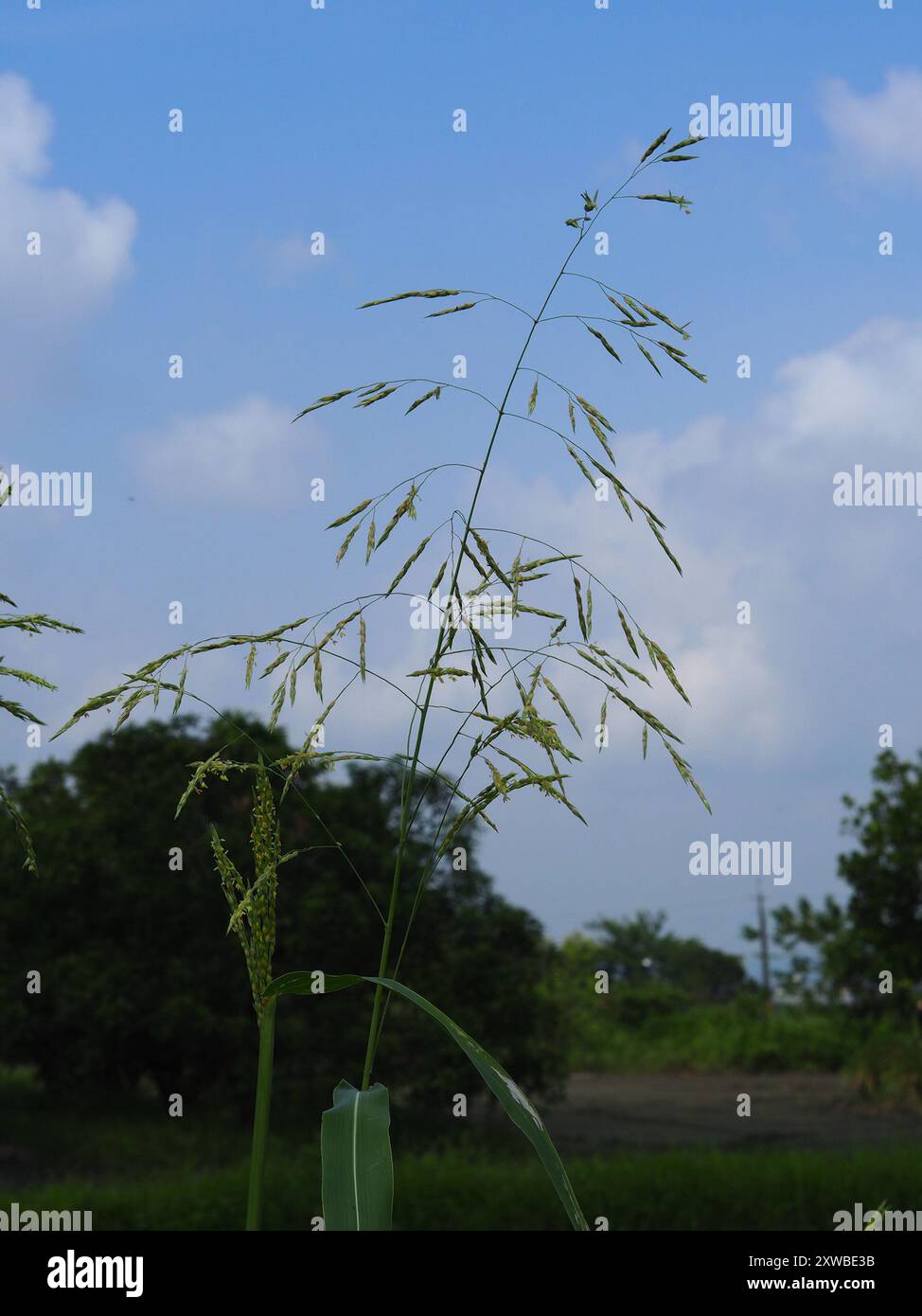 Wild Sorghum (Sorghum bicolor verticilliflorum) Plantae Stock Photo - Alamy