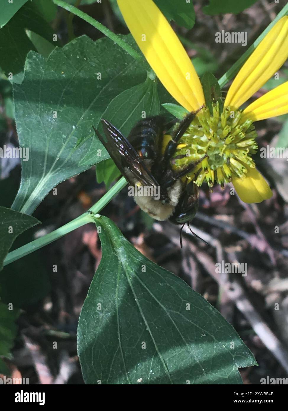 Eastern Carpenter Bee (Xylocopa virginica) Insecta Stock Photo - Alamy