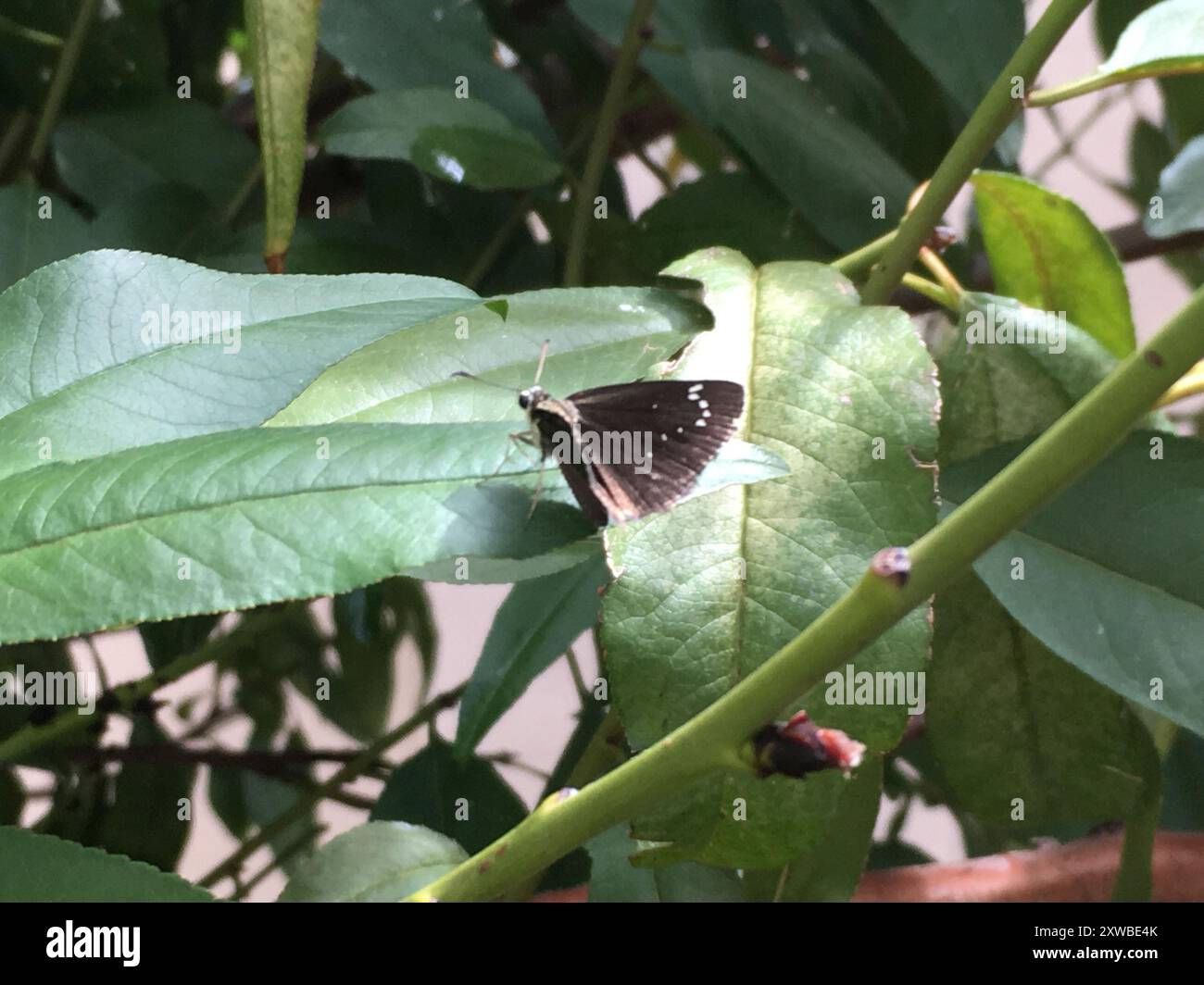 Common Sootywing (Pholisora catullus) Insecta Stock Photo - Alamy
