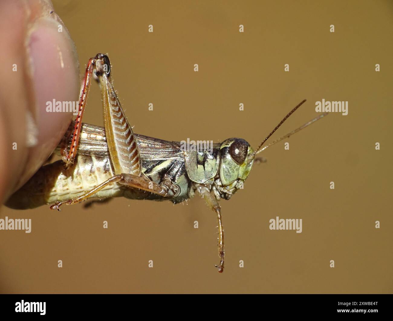 Migratory Grasshopper (Melanoplus sanguinipes) Insecta Stock Photo - Alamy