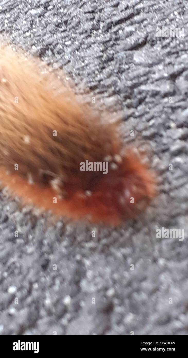 Monkey Moths (Eupterotidae) Insecta Stock Photo - Alamy