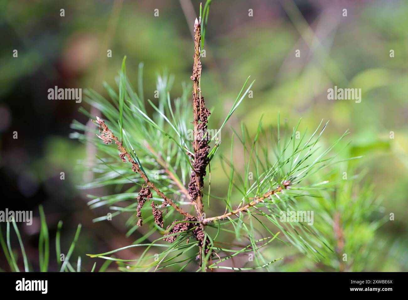 Pine sawflies (Acantholyda hieroglyphica). A pine seedling damaged by ...