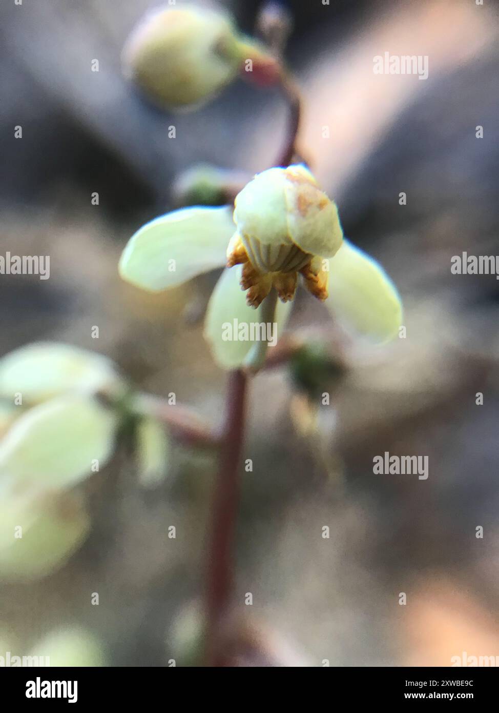 white-veined wintergreen (Pyrola picta) Plantae Stock Photo - Alamy