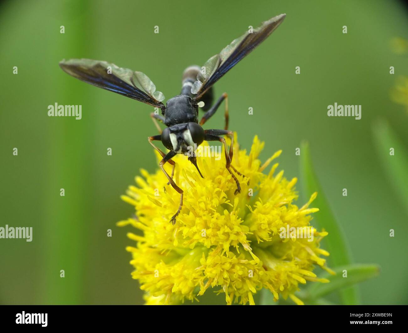 (Physocephala tibialis) Insecta Stock Photo - Alamy