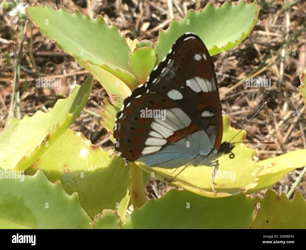 Southern White Admiral (Limenitis reducta) Insecta Stock Photo - Alamy