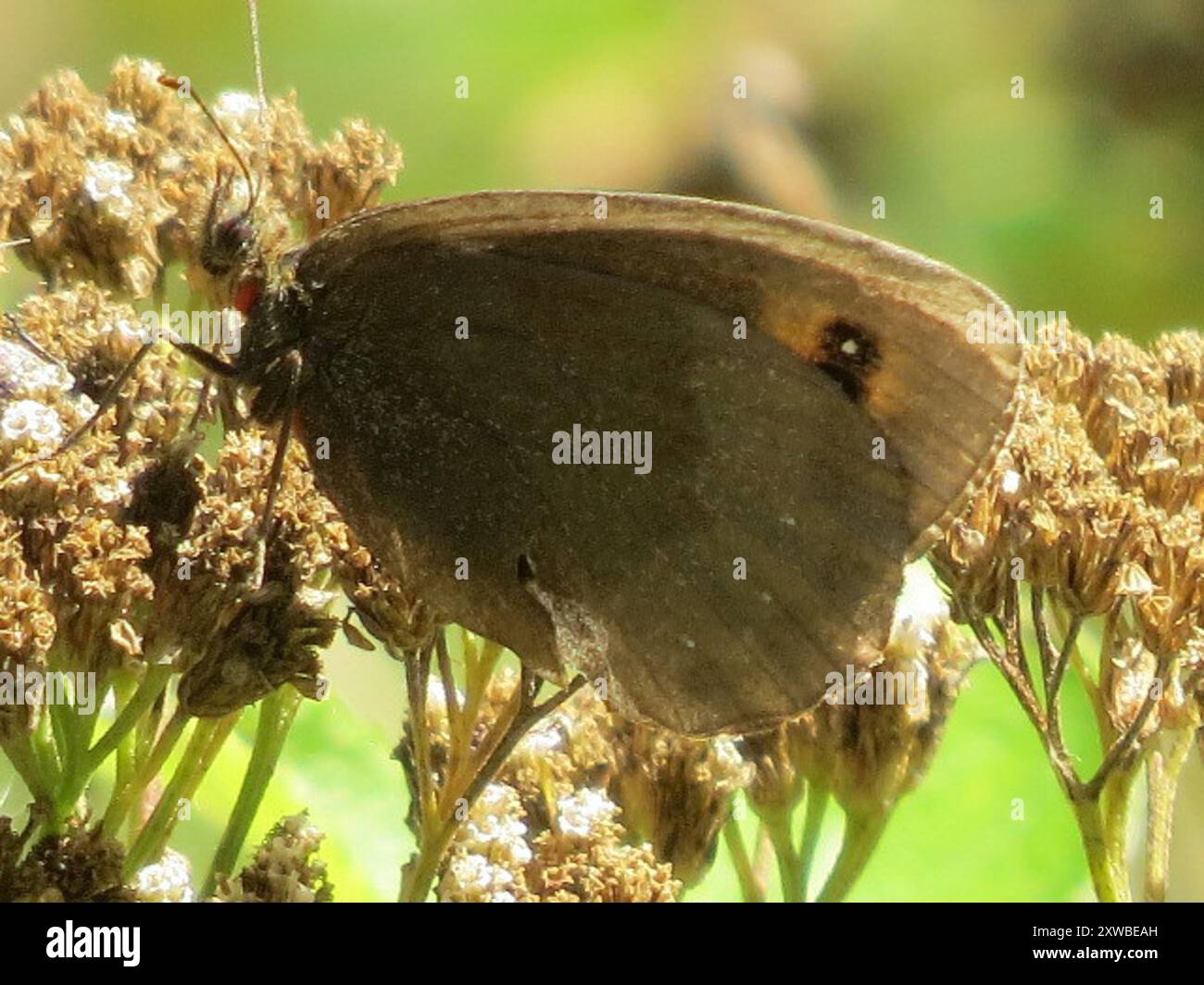 Scotch Argus (Erebia aethiops) Insecta Stock Photo - Alamy