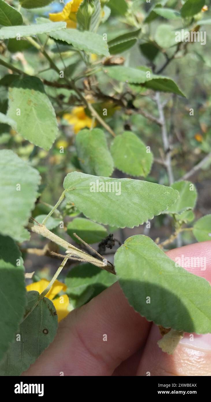 Sida fallax hi-res stock photography and images - Alamy