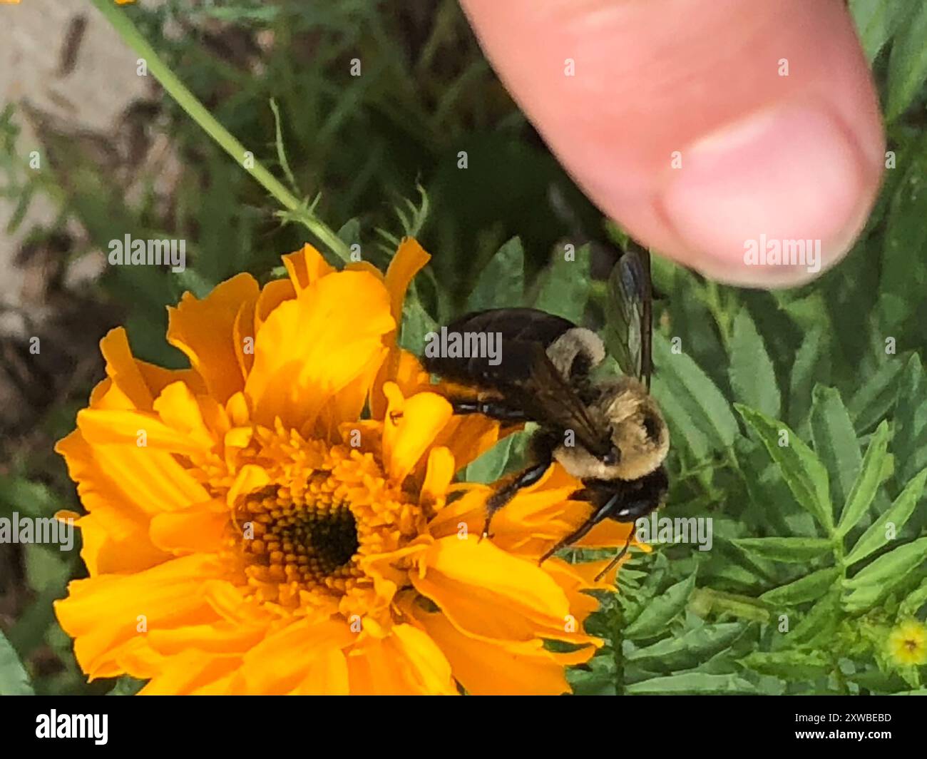 Eastern Carpenter Bee (Xylocopa virginica) Insecta Stock Photo - Alamy