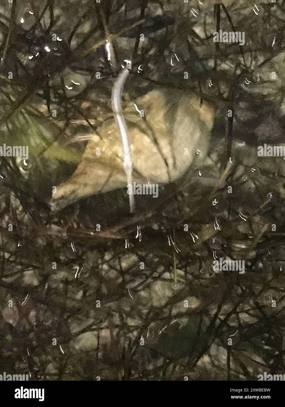 Needlefishes (Belonidae) Actinopterygii Stock Photo - Alamy