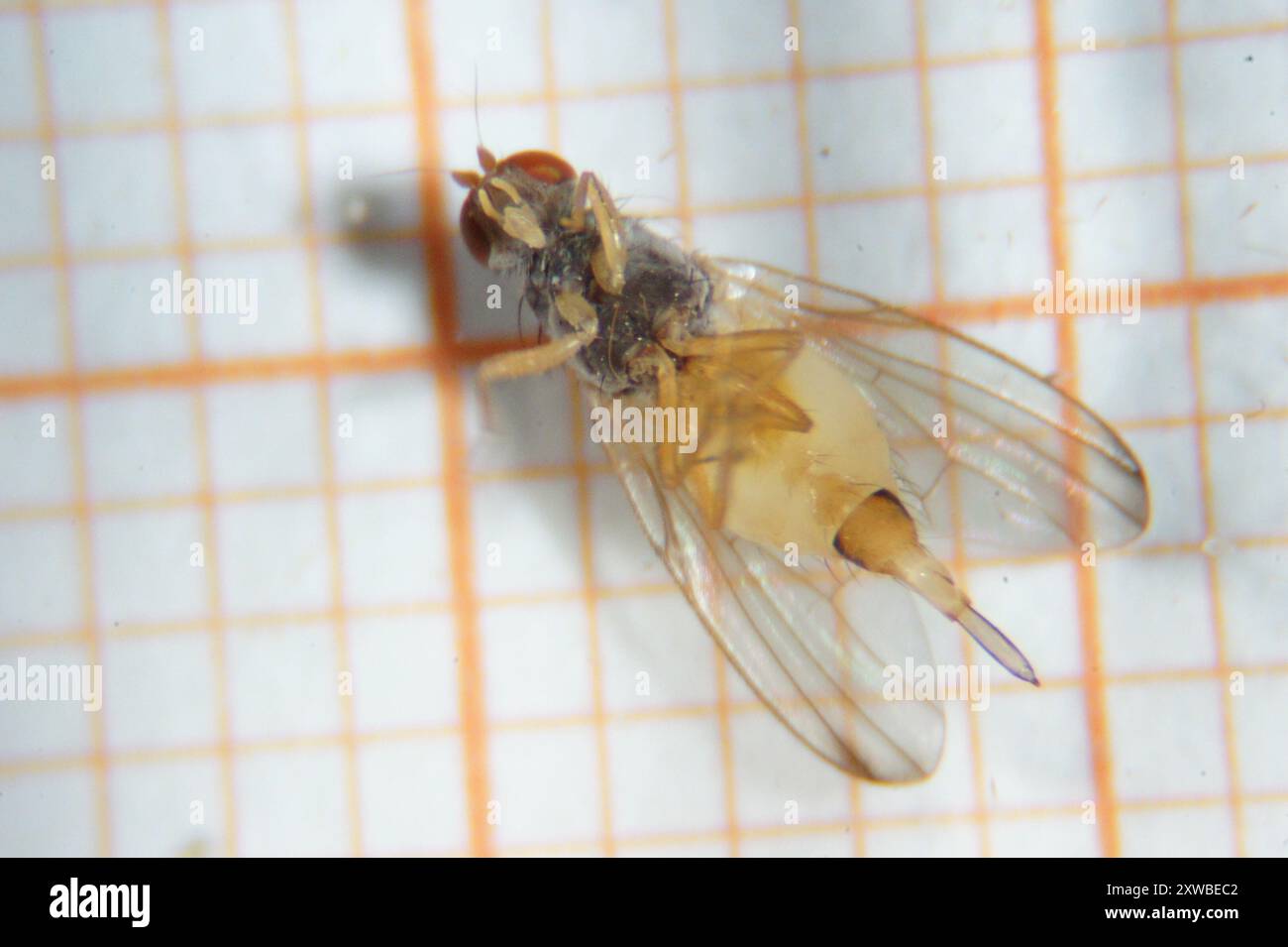 (Palloptera ustulata) Insecta Stock Photo - Alamy
