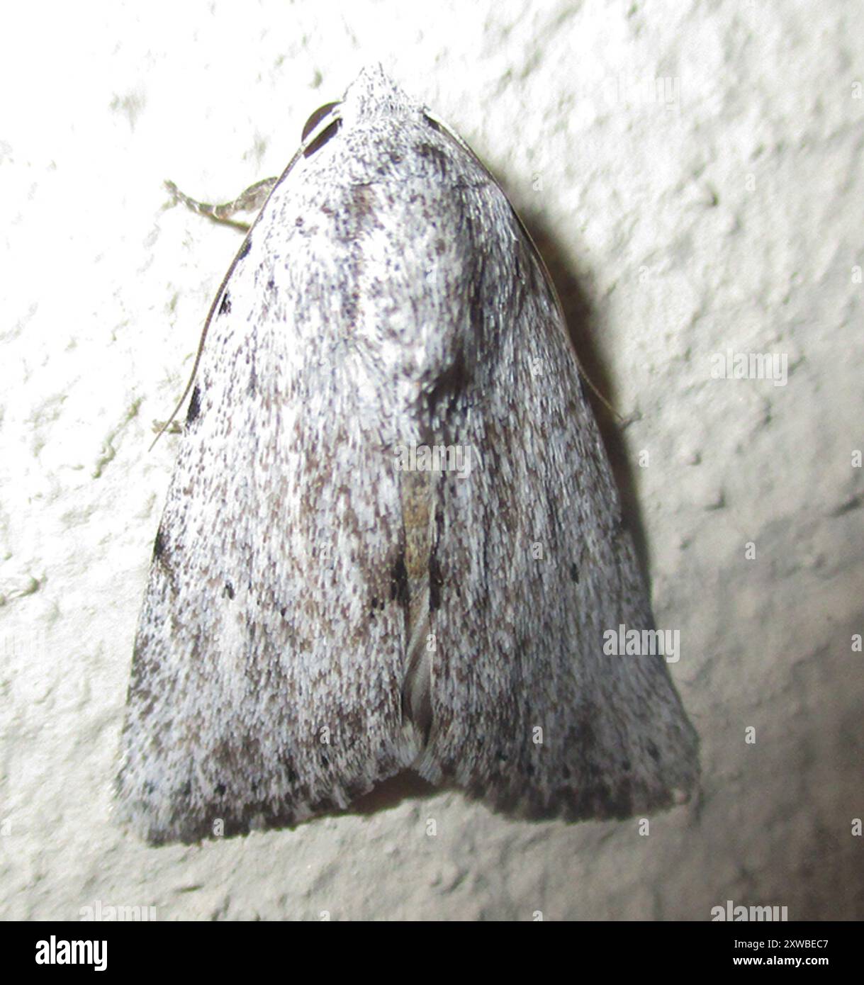 Butterflies and Moths (Lepidoptera) Insecta Stock Photo - Alamy