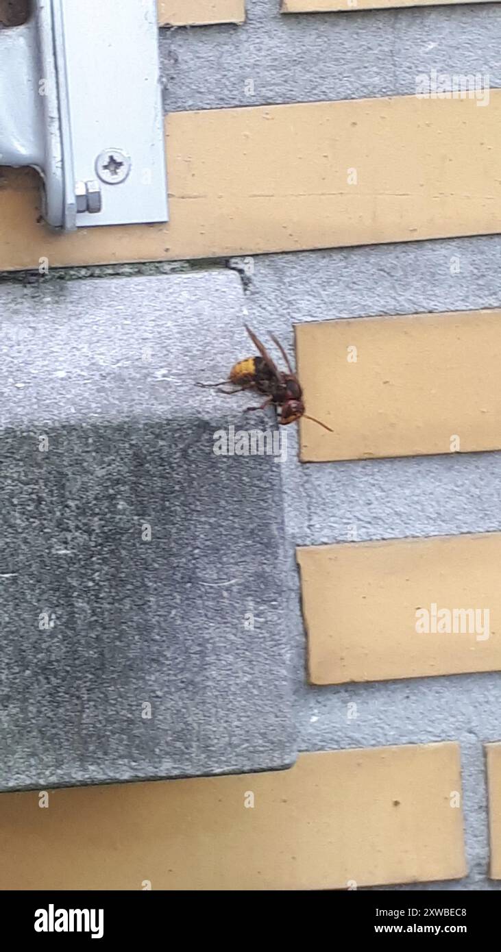 European Hornet (Vespa crabro) Insecta Stock Photo - Alamy