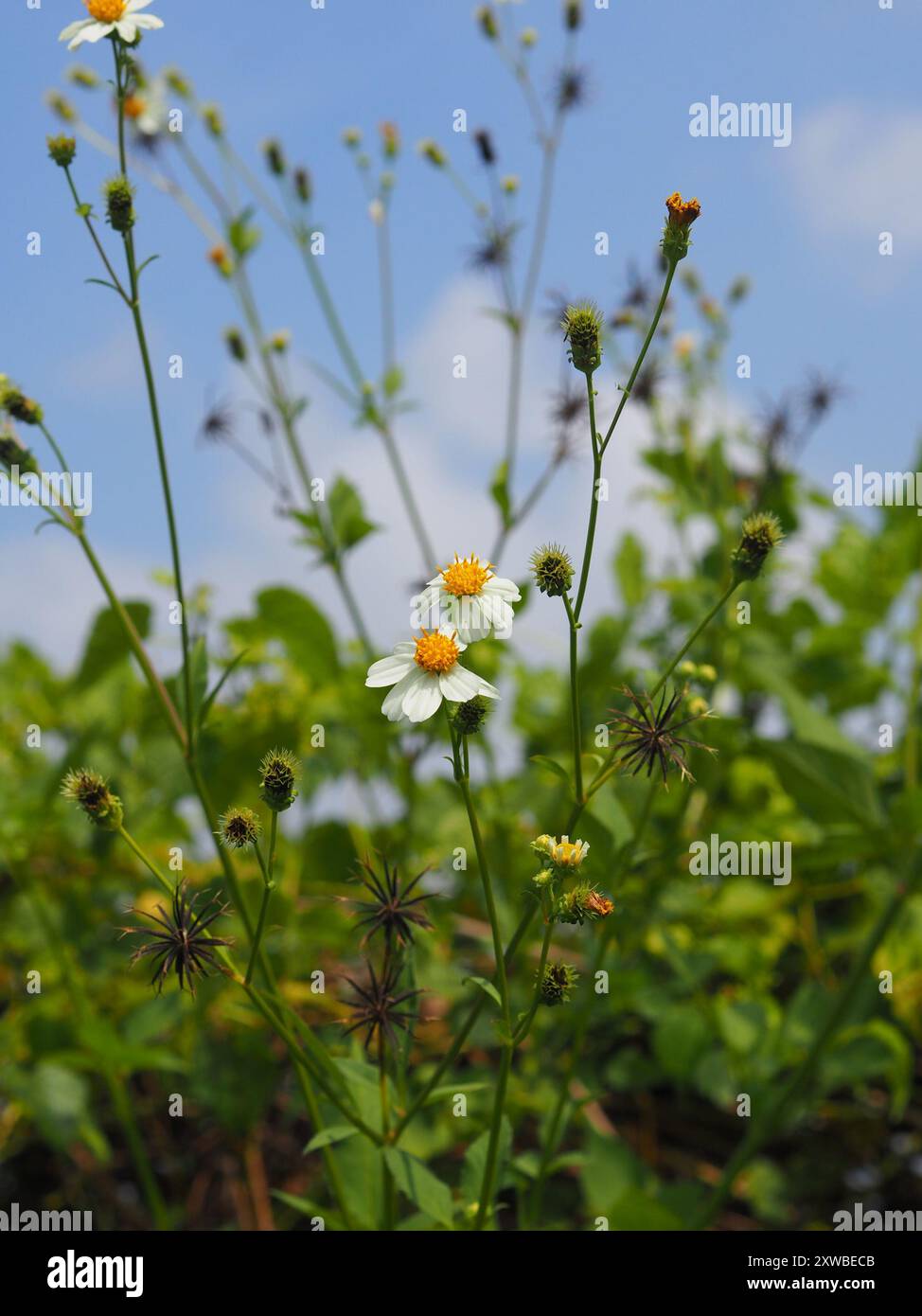 White beggarticks (Bidens alba) Plantae Stock Photo - Alamy