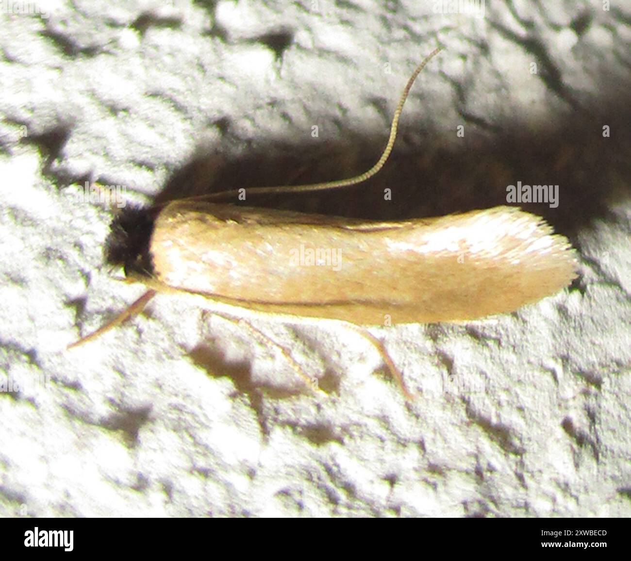 Fungus Moths, Clothes Moths, & Allies (Tineidae) Insecta Stock Photo ...