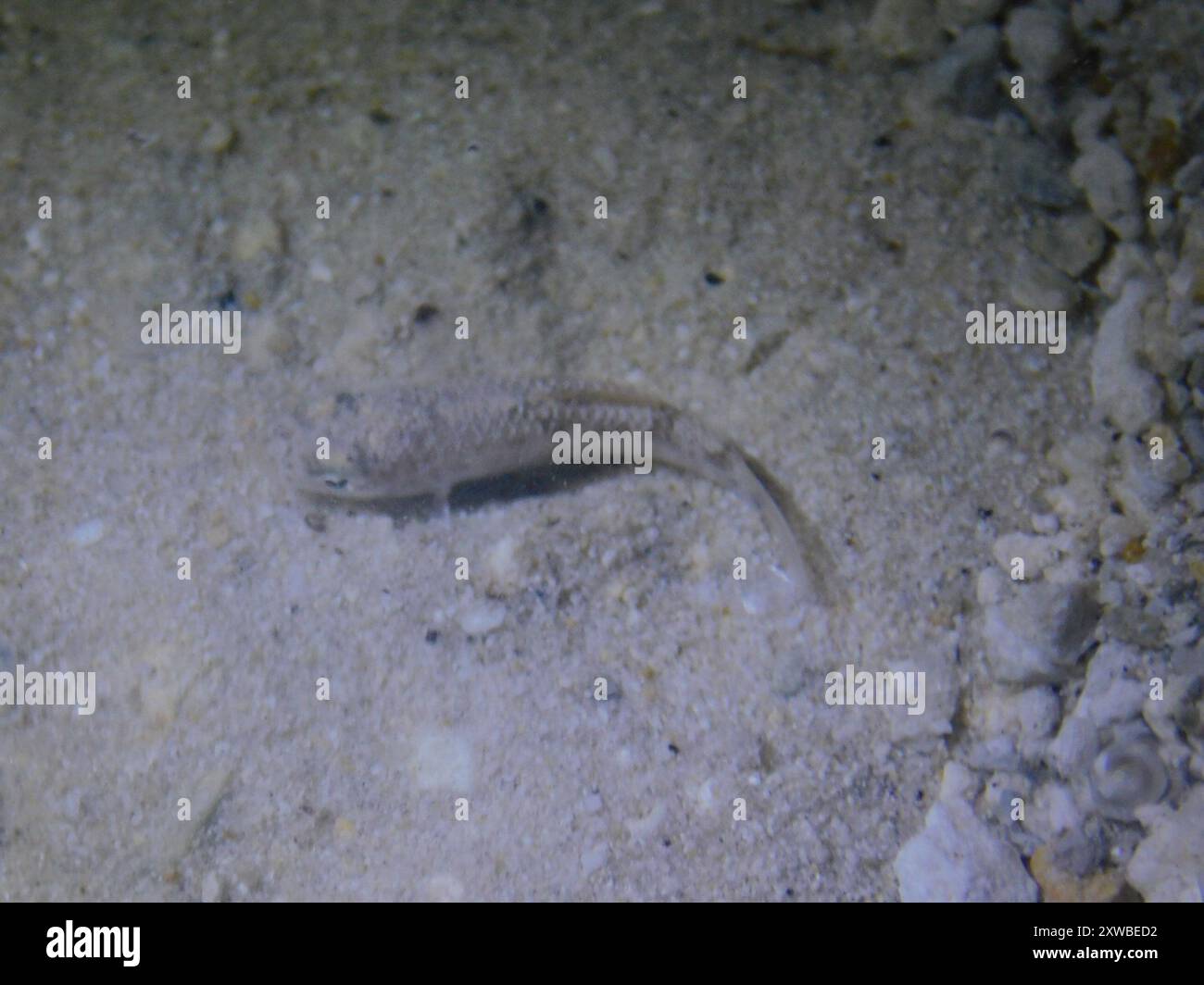 Cyprinodon variegatus hi-res stock photography and images - Alamy