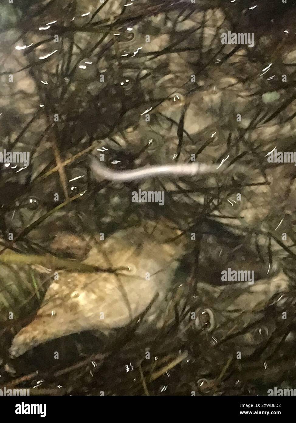 Needlefishes (Belonidae) Actinopterygii Stock Photo - Alamy