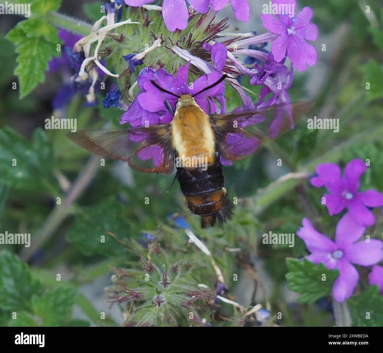 Snowberry Clearwing (Hemaris diffinis) Insecta Stock Photo - Alamy