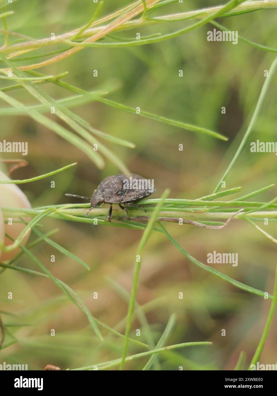 Jewel Bugs (Scutelleridae) Insecta Stock Photo - Alamy