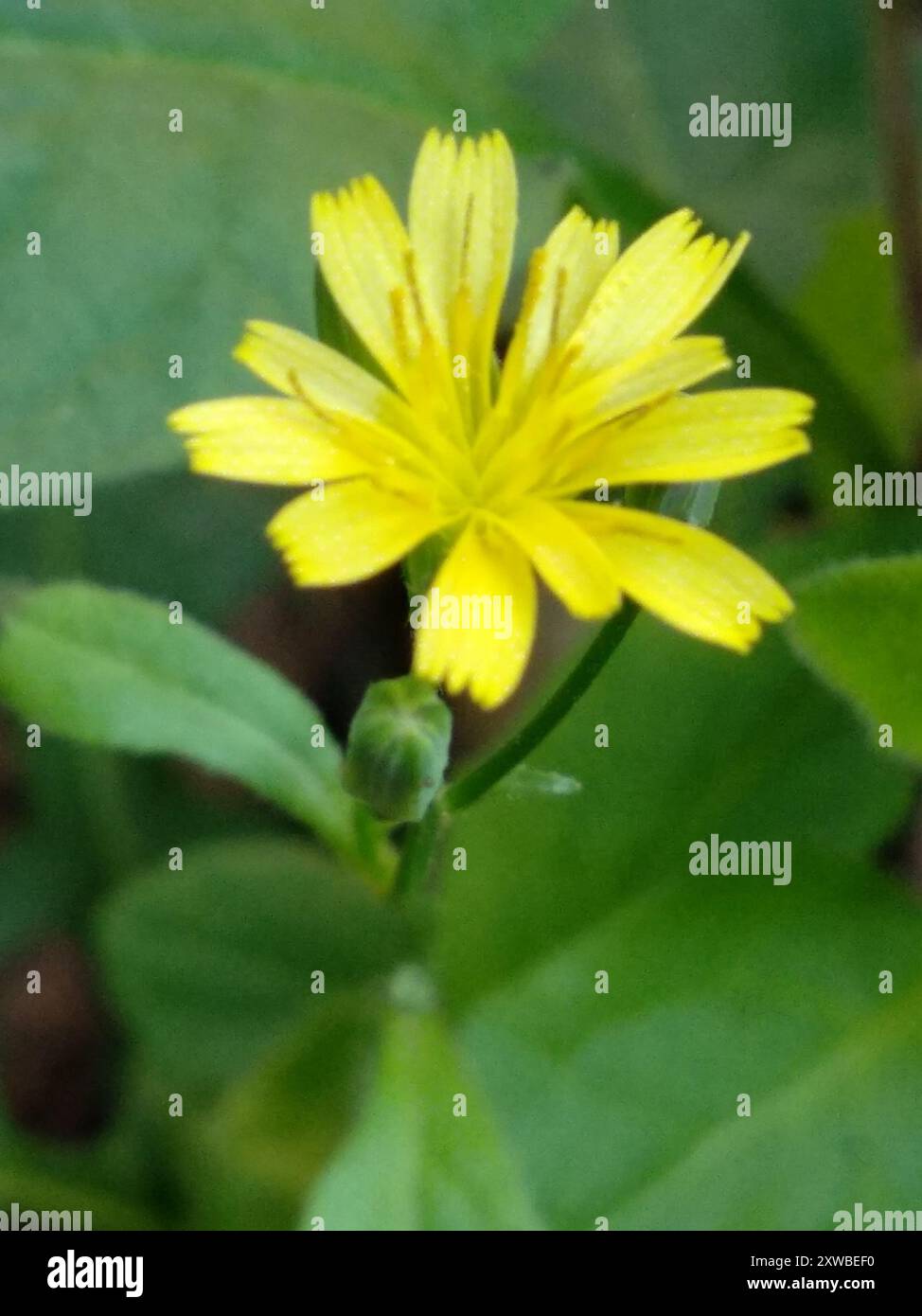 nipplewort (Lapsana communis) Plantae Stock Photo - Alamy