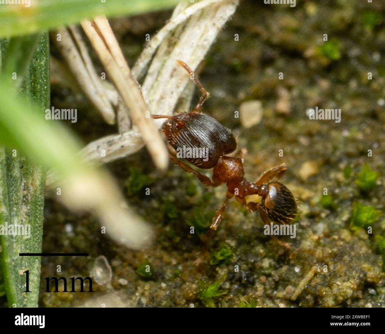 Big-headed Ants (Pheidole) Insecta Stock Photo - Alamy