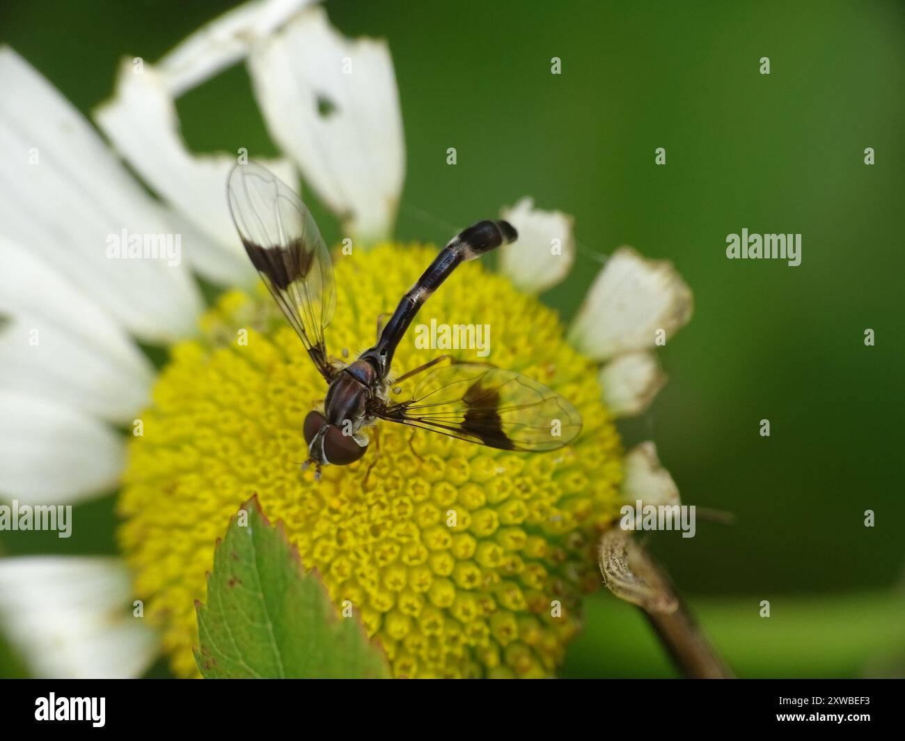 Eastern Band-winged Hover Fly (Hypocritanus fascipennis) Insecta Stock ...