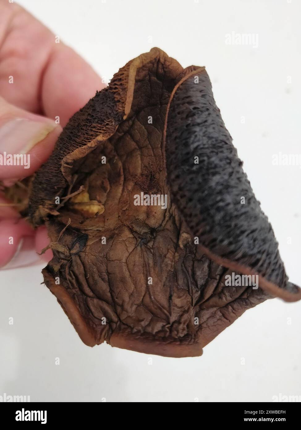 ash-tree bolete (Boletinellus merulioides) Fungi Stock Photo - Alamy