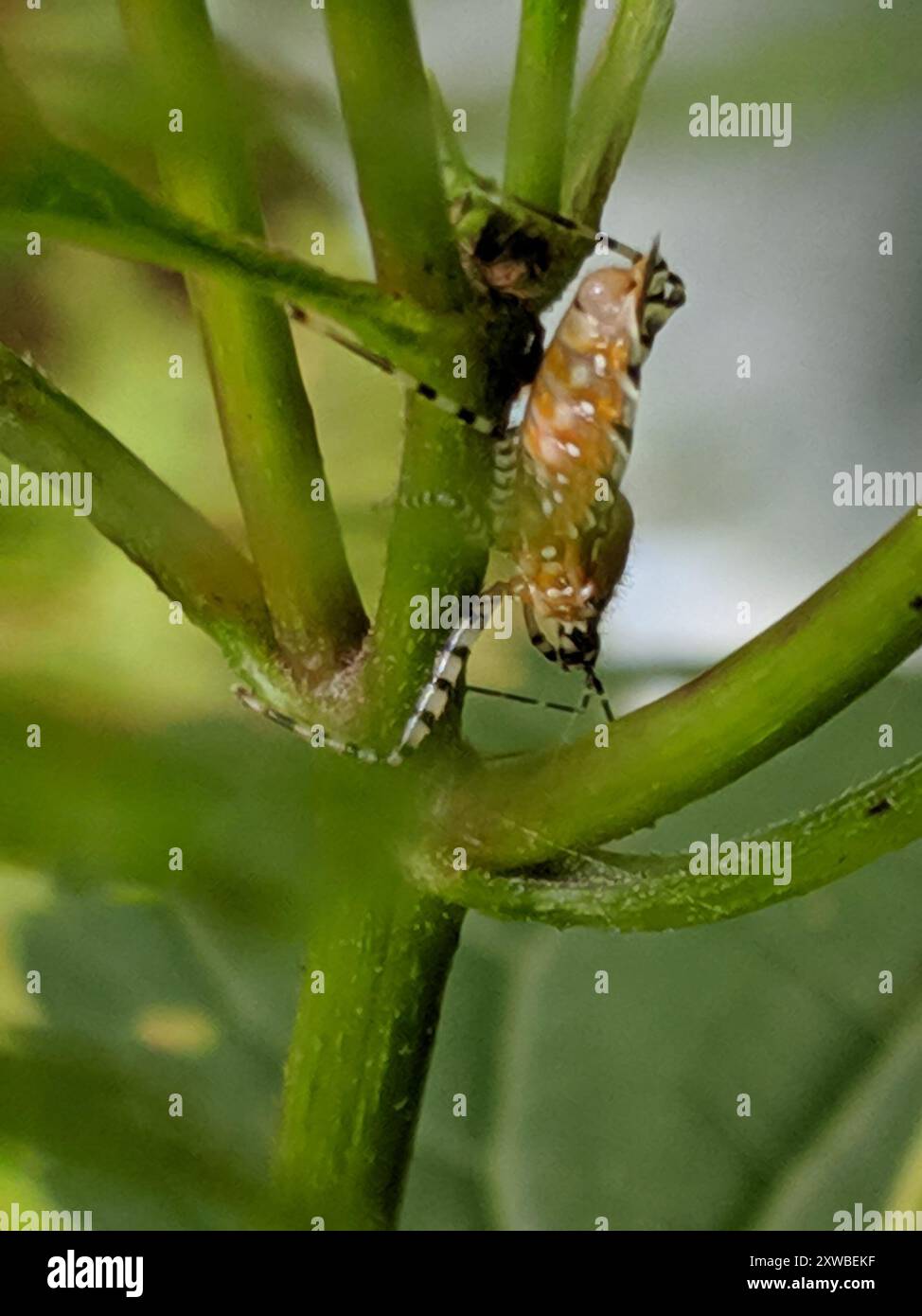 Ringed Assassin Bug (Pselliopus cinctus) Insecta Stock Photo - Alamy