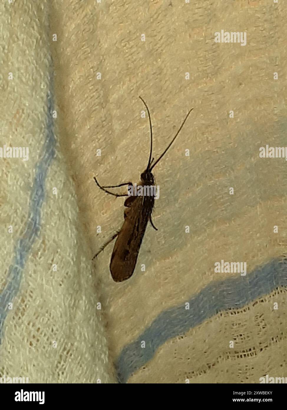 Caddisflies (Trichoptera) Insecta Stock Photo - Alamy