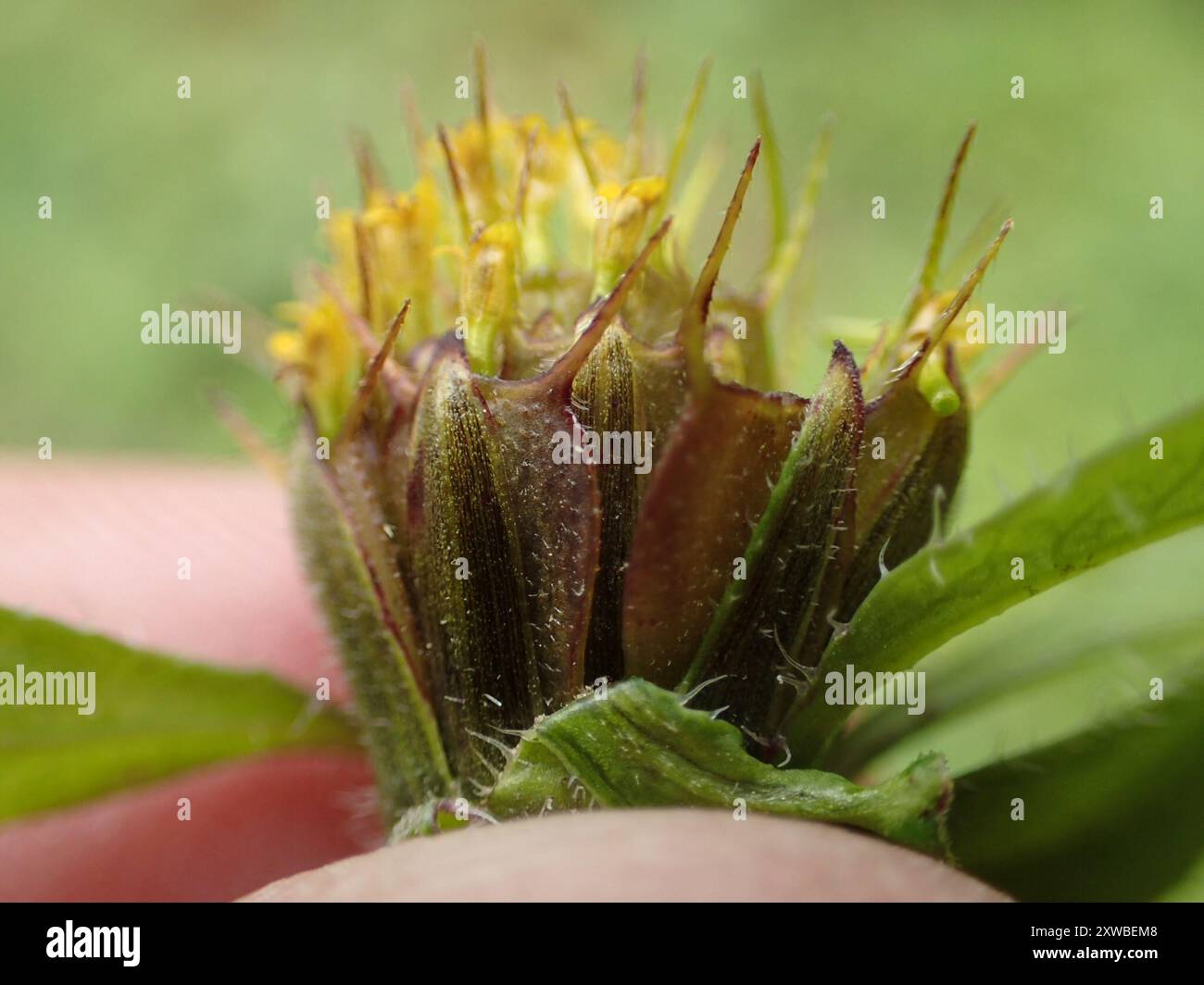 Devil's Beggarticks (Bidens frondosa) Plantae Stock Photo - Alamy