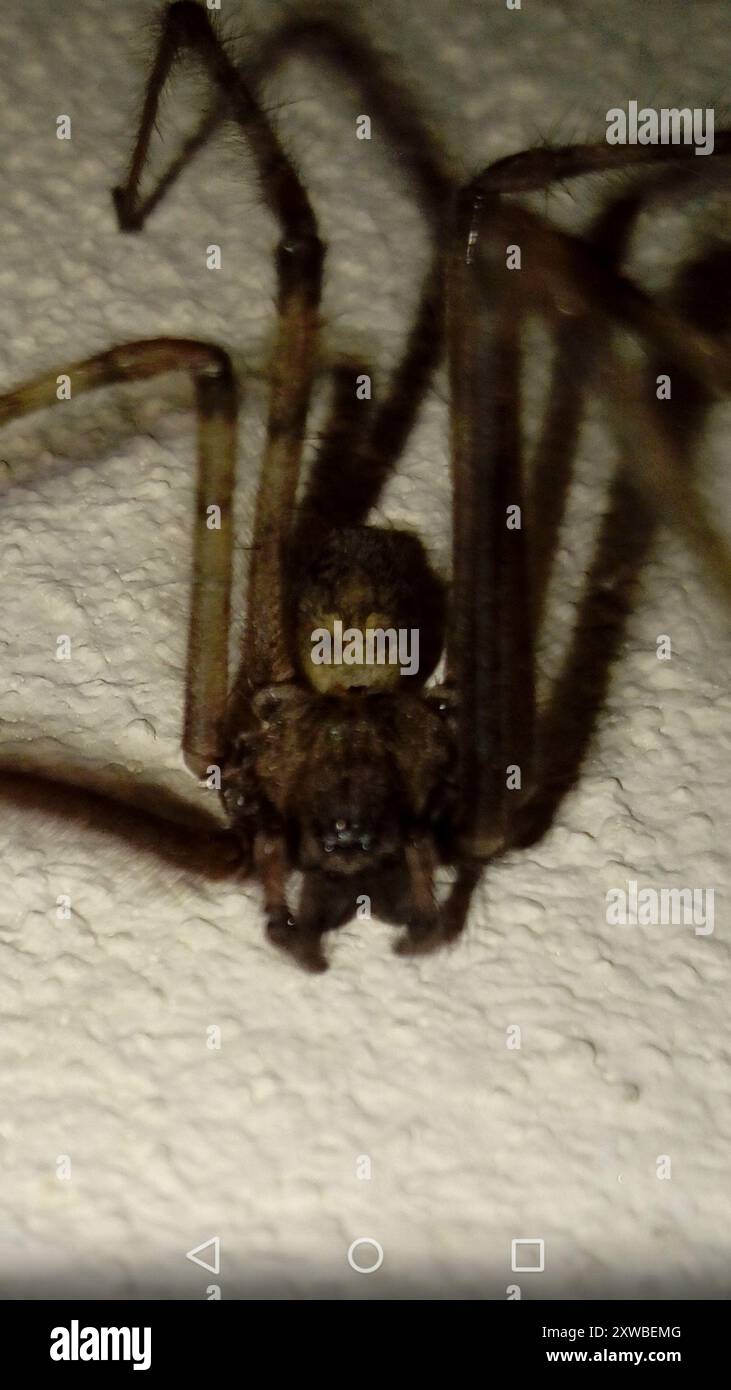 Cardinal Spider (Tegenaria parietina) Arachnida Stock Photo - Alamy