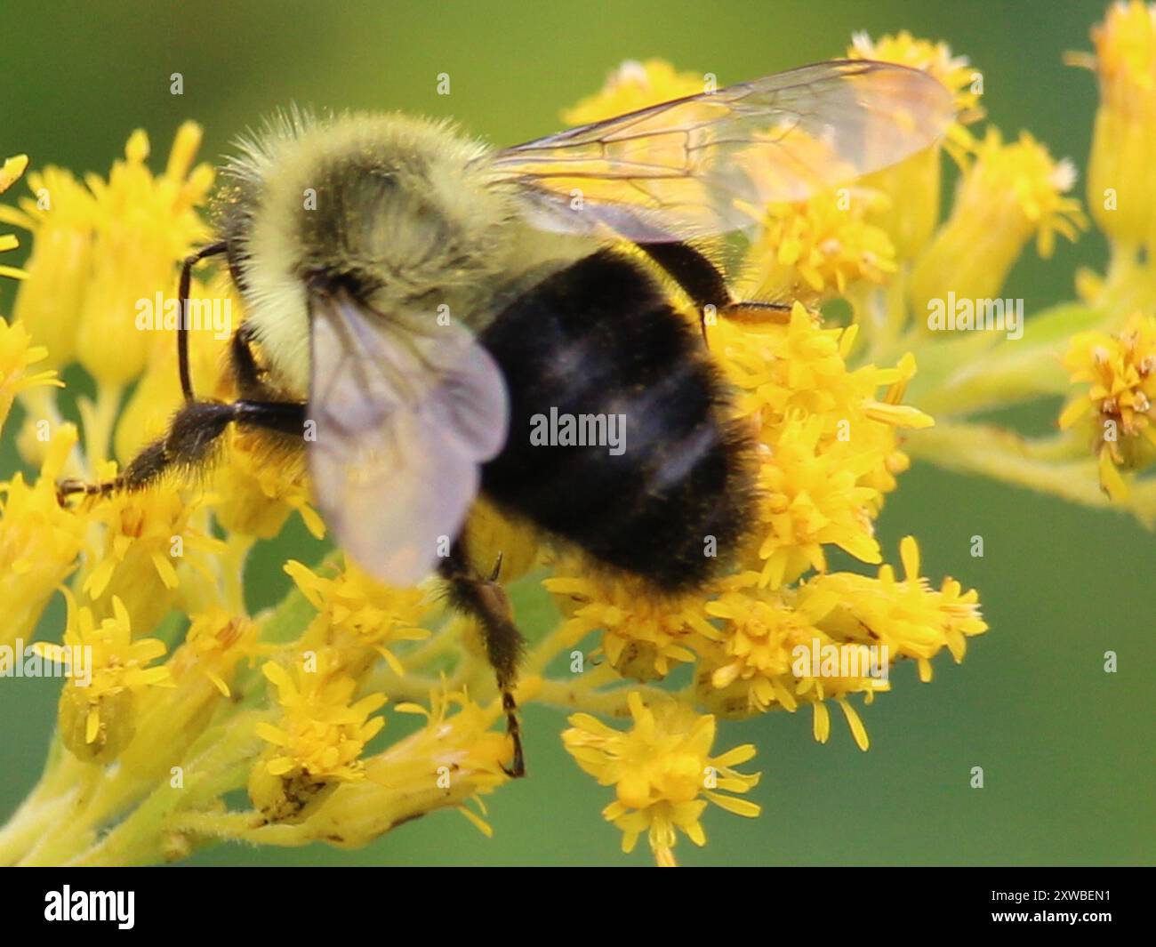 Common Eastern Bumble Bee (Bombus impatiens) Insecta Stock Photo - Alamy