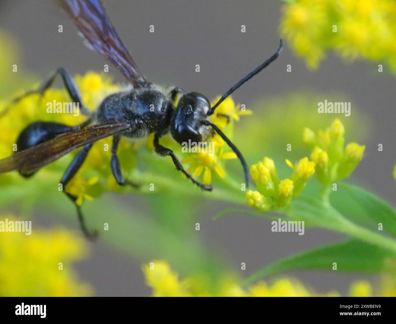Mexican Grass-carrying Wasp (Isodontia mexicana) Insecta Stock Photo ...