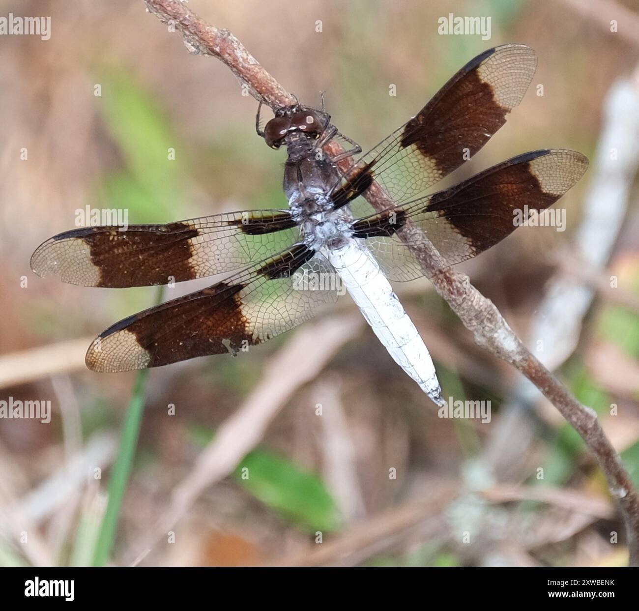 Common Whitetail (Plathemis lydia) Insecta Stock Photo - Alamy