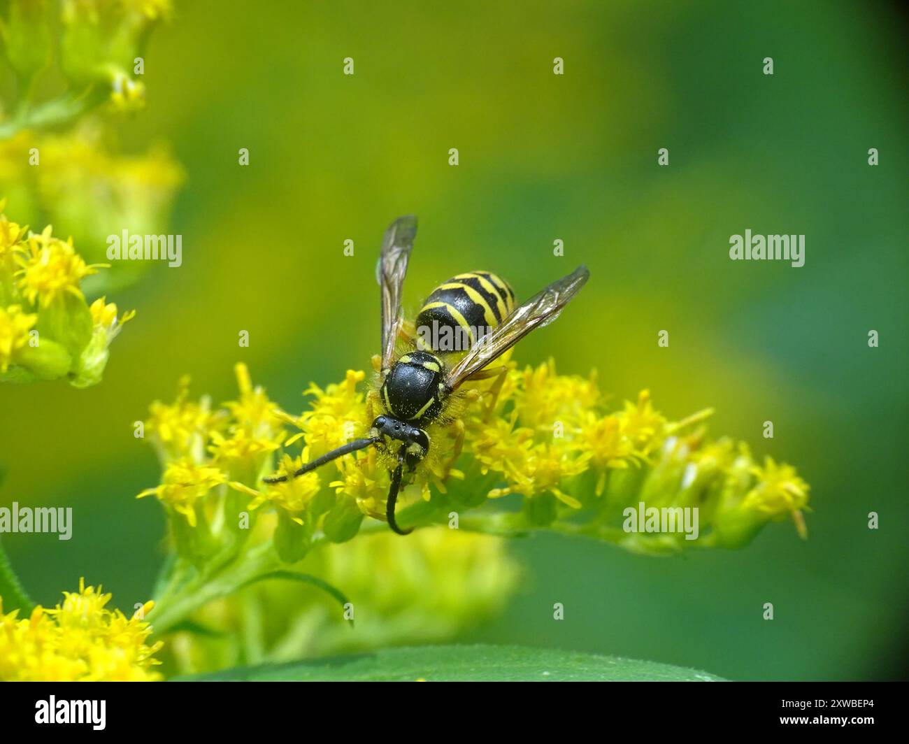 Common Aerial Yellowjacket (Dolichovespula arenaria) Insecta Stock ...
