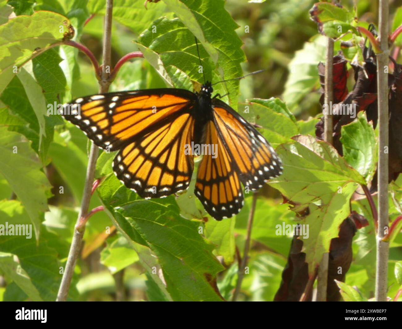 Viceroy (Limenitis archippus) Insecta Stock Photo - Alamy