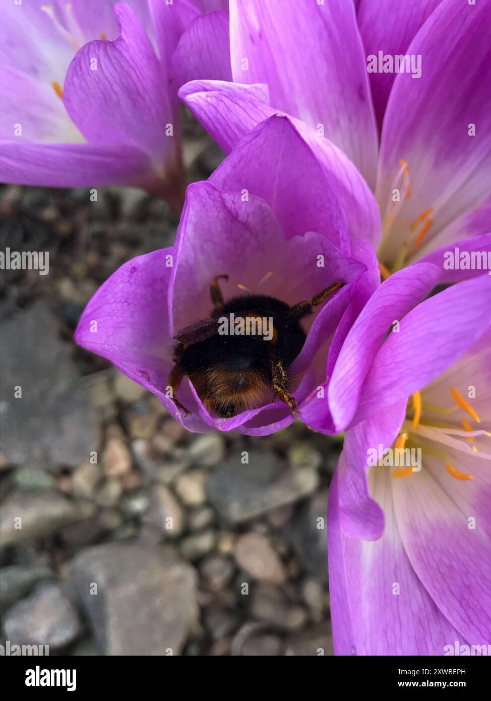 Buff-tailed Bumble Bee (Bombus terrestris) Insecta Stock Photo - Alamy