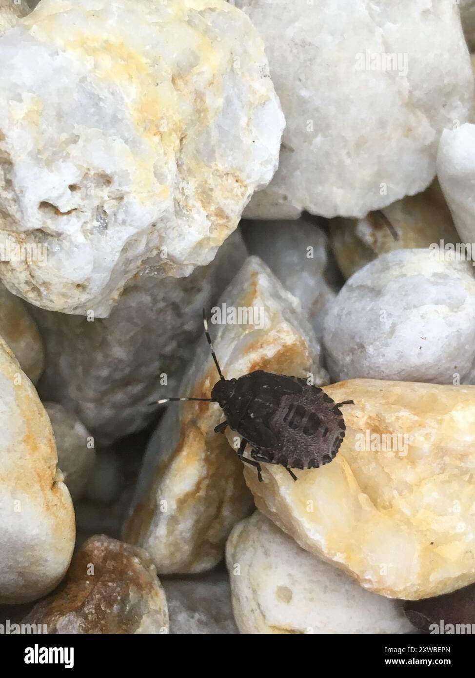 Mottled Stink Bug (Rhaphigaster nebulosa) Insecta Stock Photo - Alamy