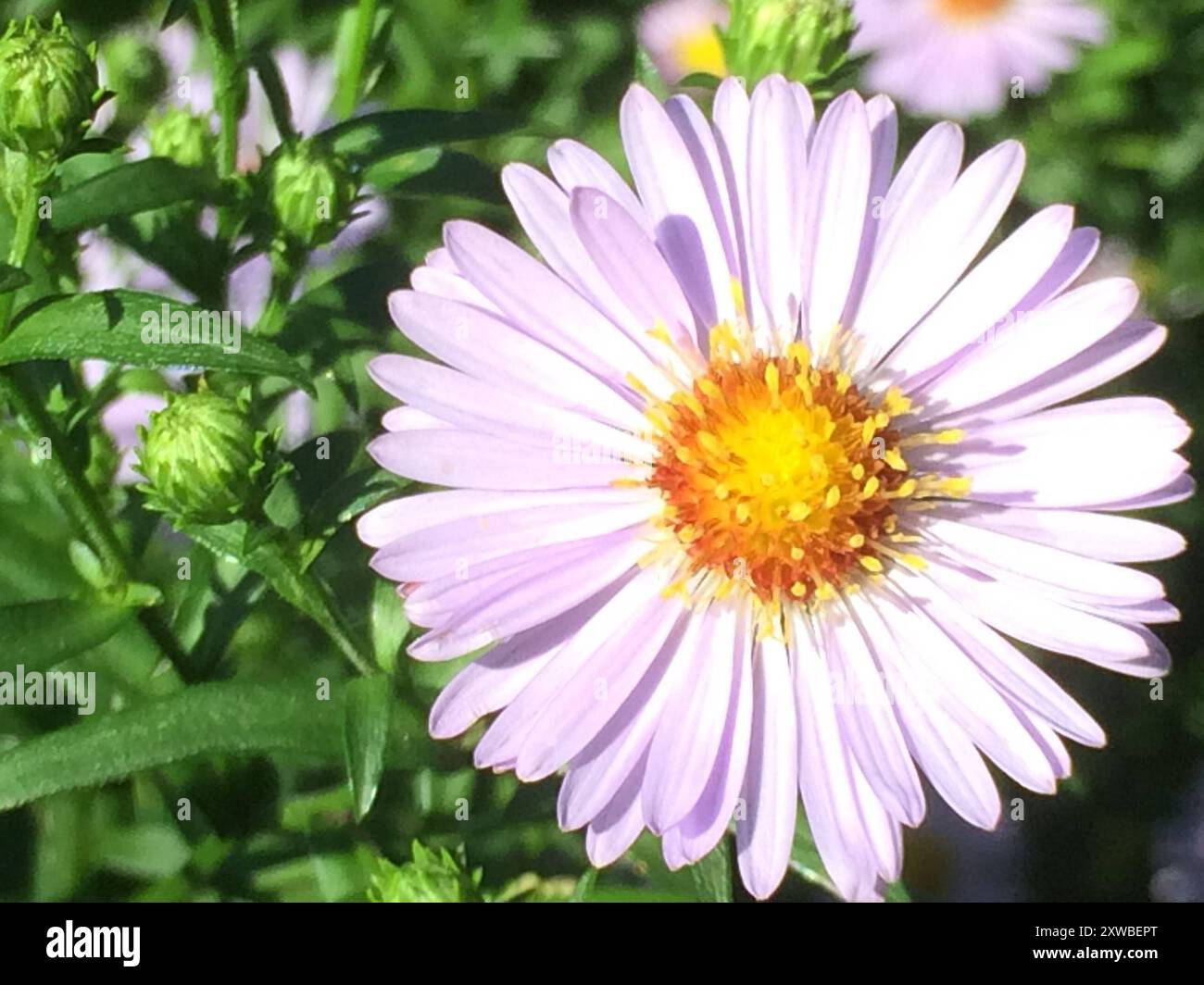 American asters (Symphyotrichum) Plantae Stock Photo - Alamy
