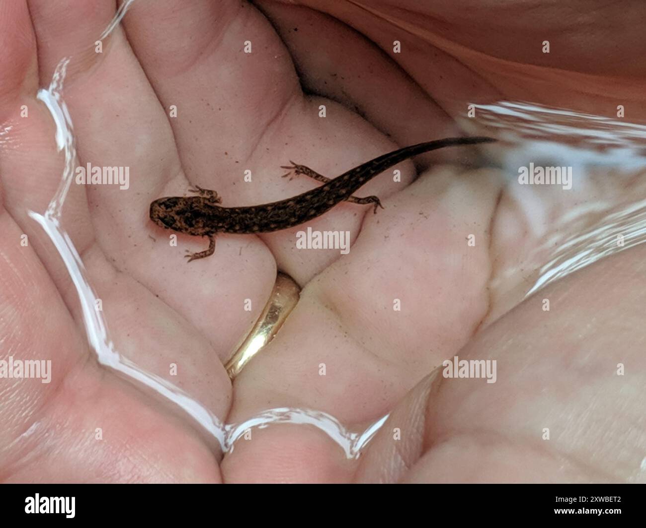 Northern Two-lined Salamander (Eurycea bislineata) Amphibia Stock Photo ...
