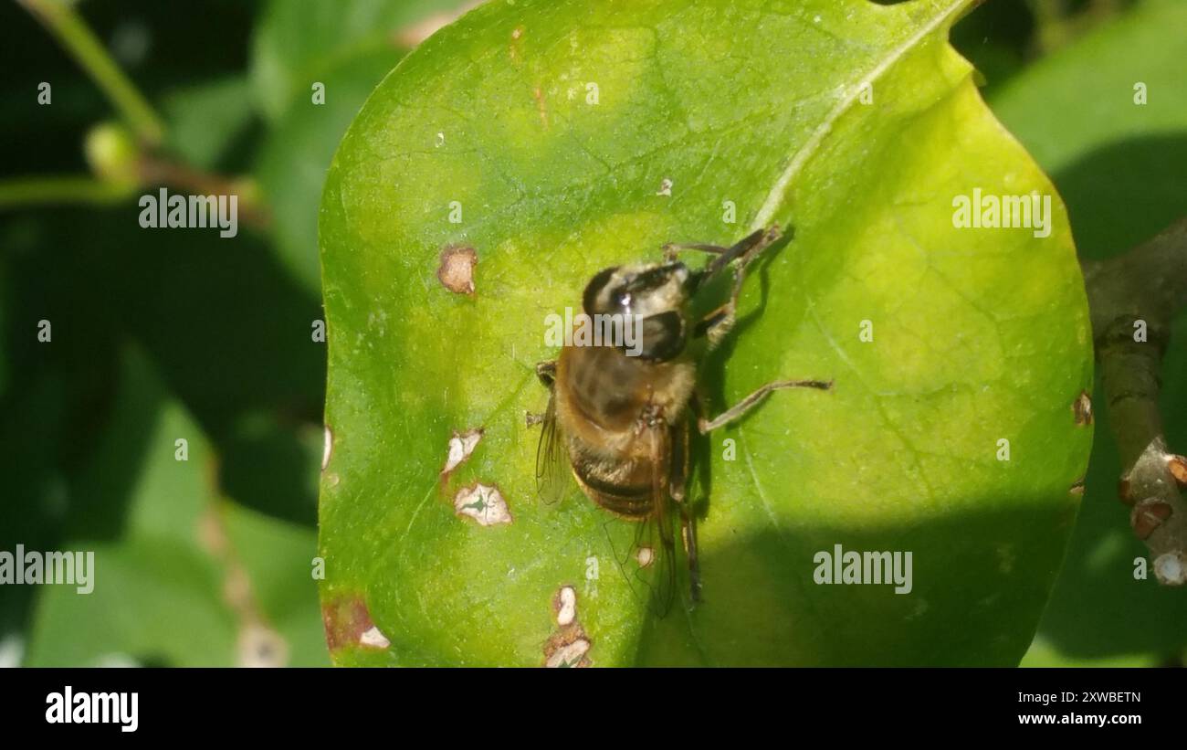 Common Drone Fly (Eristalis tenax) Insecta Stock Photo - Alamy