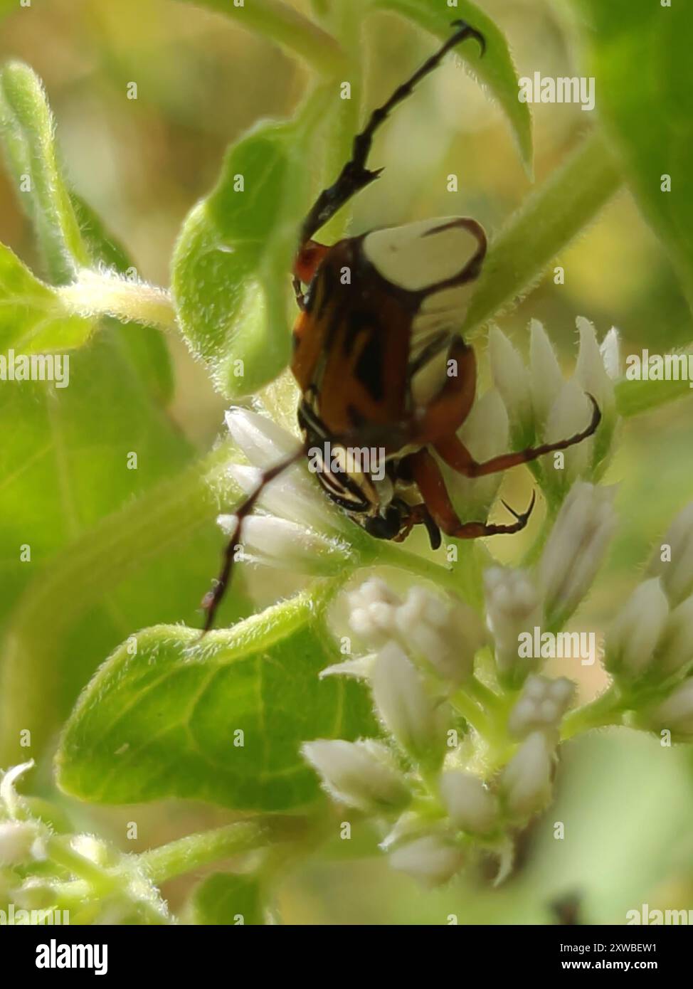 Delta Flower Scarab (Trigonopeltastes delta) Insecta Stock Photo - Alamy