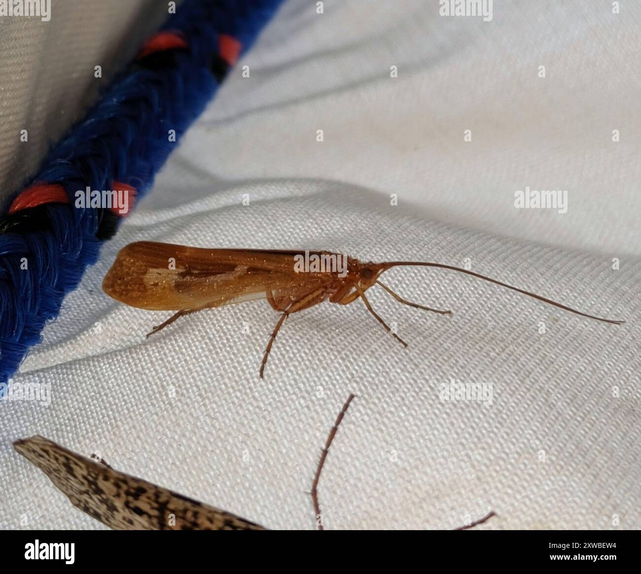 (Limnephilus flavastellus) Insecta Stock Photo - Alamy