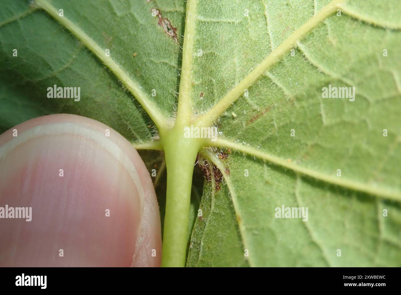 black maple (Acer nigrum) Plantae Stock Photo - Alamy