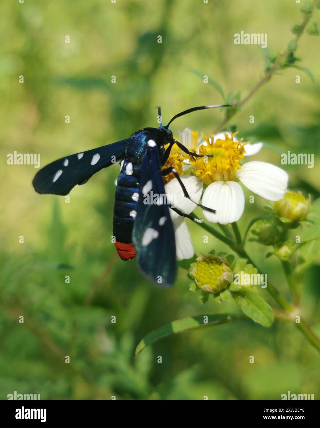 Polka-Dot Wasp Moth (Syntomeida epilais) Insecta Stock Photo - Alamy